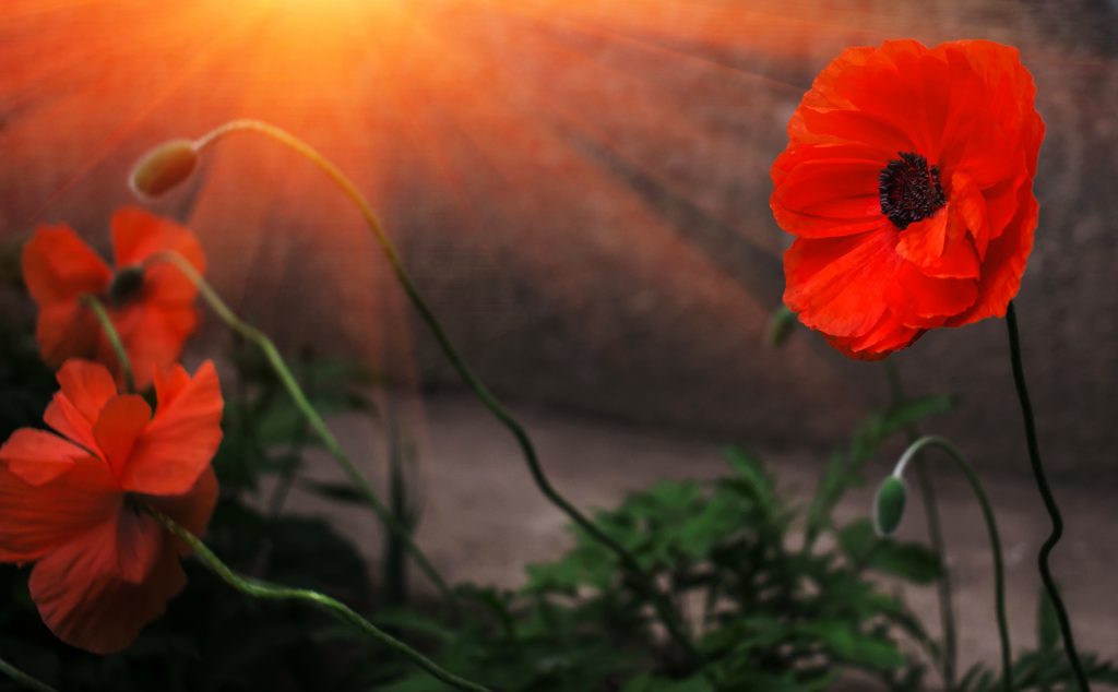 Remembrance Day Observed - NSGEU